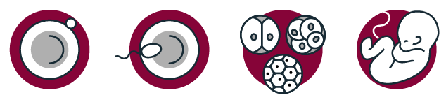 Proizvodnja spermatozoida - PROFERTIL